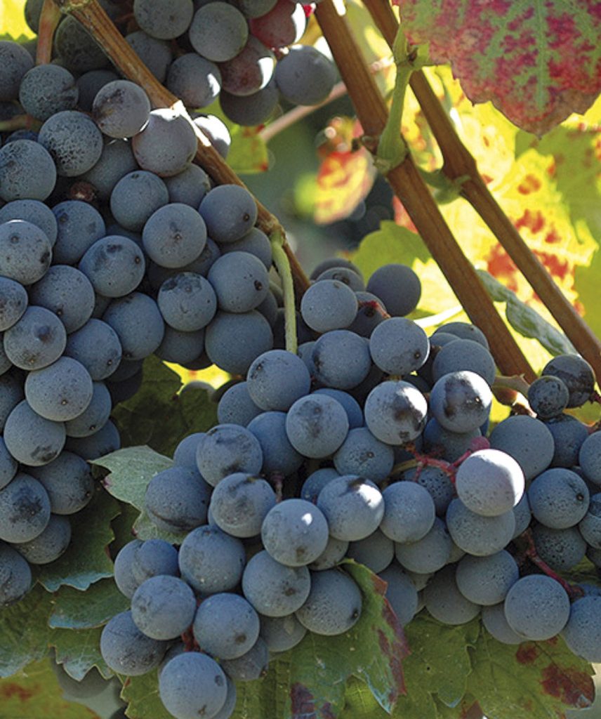 The grape varieties - Piandaccoli Vini dal Rinascimento